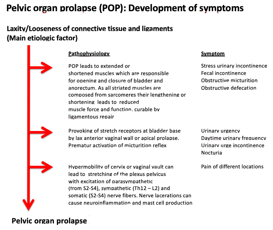 Pelvic Floor Reconstruction-Update 2024: Prolapse-Associated Symptoms ...
