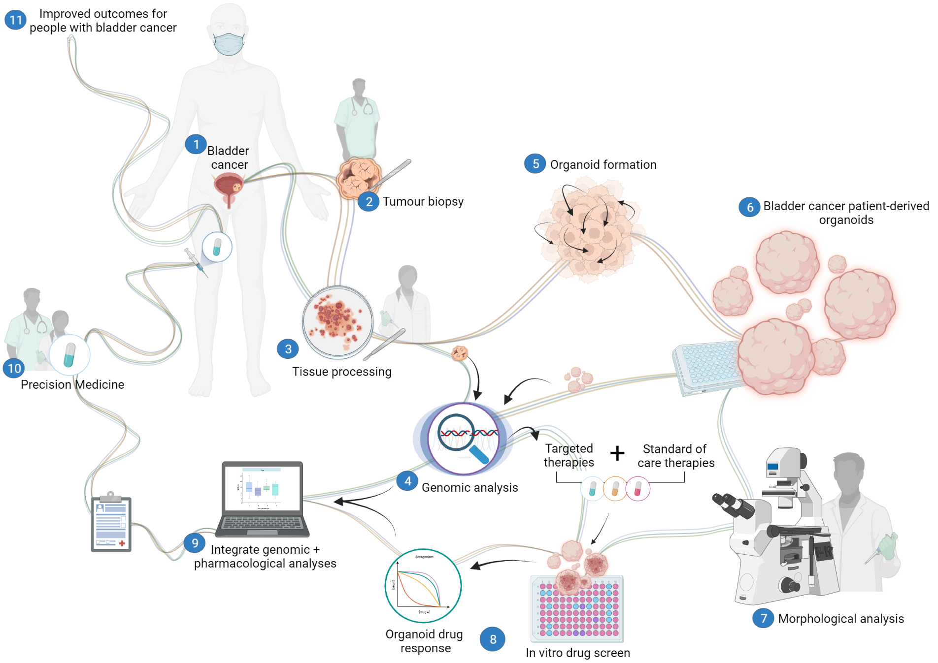 Culture of Bladder Cancer Organoids as Precision Medicine Tools ...