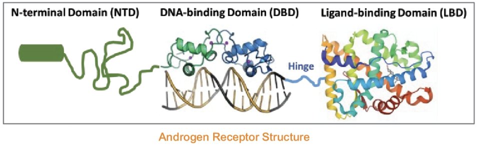ASCO GU 2024: A Phase 1/2 Study of ONCT-534, a Dual-Action Androgen ...