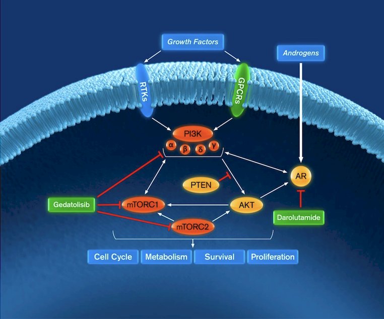 ASCO 2024: CELC-G-201: A Phase 1/2, Open-Label, Randomized, Dose ...