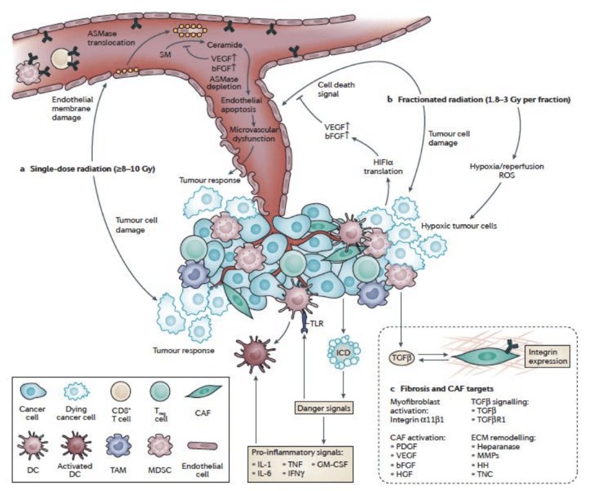ASTRO 2024: SABR for Primary RCC – Is It Ready for Primetime?