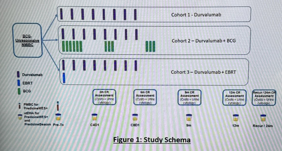 SUO 2024: Urine Tumor DNA Analysis in BCG-Unresponsive Non-Muscle ...